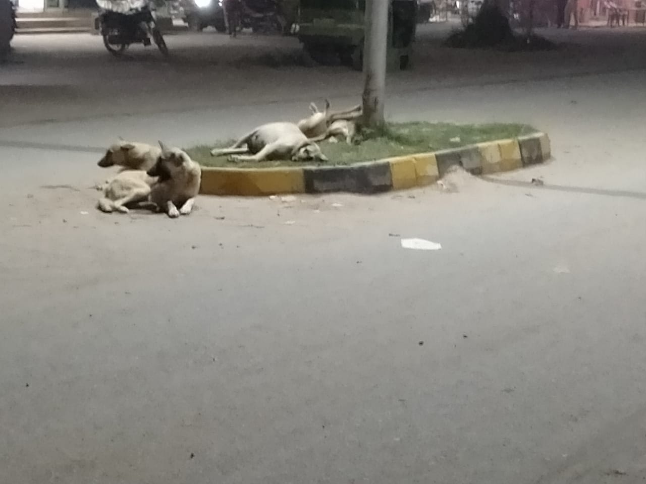 مٹی کی دھول اور کتوں کا راج - Twin City News